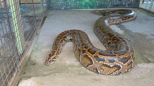 Indonesia: ನಾಪತ್ತೆಯಾಗಿದ್ದ ಮಹಿಳೆ 3 ದಿನಗಳ ಬಳಿಕ ಹೆಬ್ಬಾವಿನ ಹೊಟ್ಟೆಯೊಳಗೆ ಪತ್ತೆ!