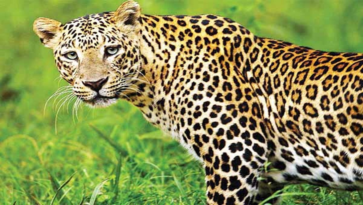 ಸೆರೆ ಹಿಡಿದ ಚಿರತೆಗಳನ್ನು ಬಿಡಲು ಸ್ಥಳದ ಕೊರತೆ: ಮುಂಬರುವ ವರ್ಷಗಳಲ್ಲಿ ಸಮಸ್ಯೆ ...