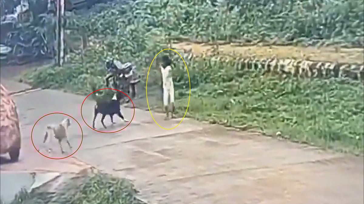 Horrific: ಬಿಸ್ಕಟ್ ತರಲು ಹೋದ ಬಾಲಕಿ ಮೇಲೆ ಬೀದಿ ನಾಯಿಗಳ ದಾಳಿ, CCTVಯಲ್ಲಿ ದೃಶ್ಯ ...