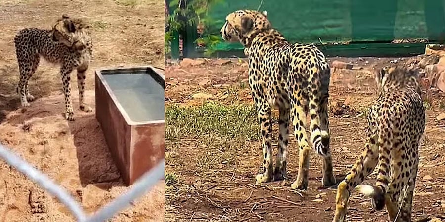 ದೇಶದಲ್ಲಿ ಮತ್ತೊಂದು ಚೀತಾ ಸಾವು; ಮಧ್ಯಪ್ರದೇಶದ ಕುನೋ ಪಾರ್ಕ್ ನಲ್ಲಿ ನಮೀಬಿಯಾದ ...